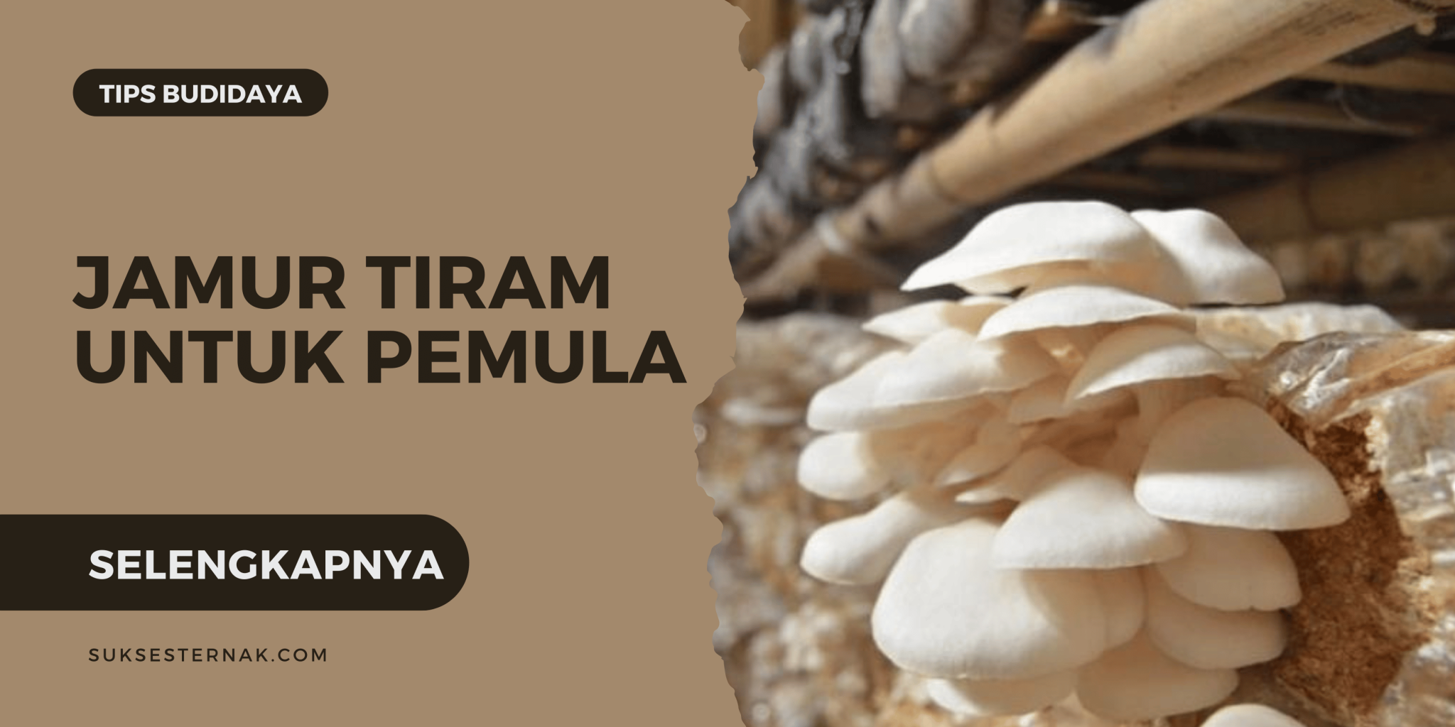 Cara Budidaya Jamur Tiram Cocok Untuk Pemula